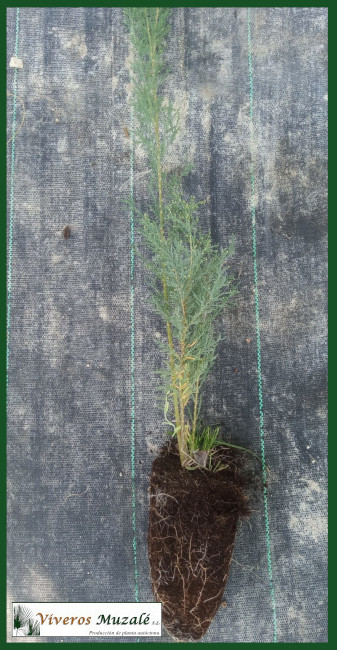 Tamarix gallica - Viveros Muzalé comprar, vivero Tamaix